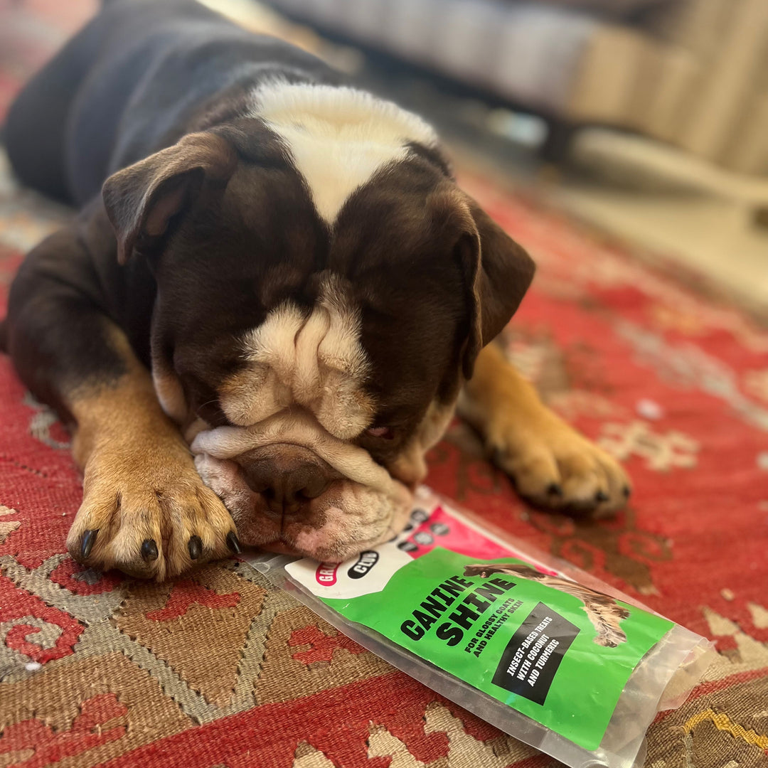Poop Perfector | Prebiotic Digestive Health Dog Treats – Grub Club Pets