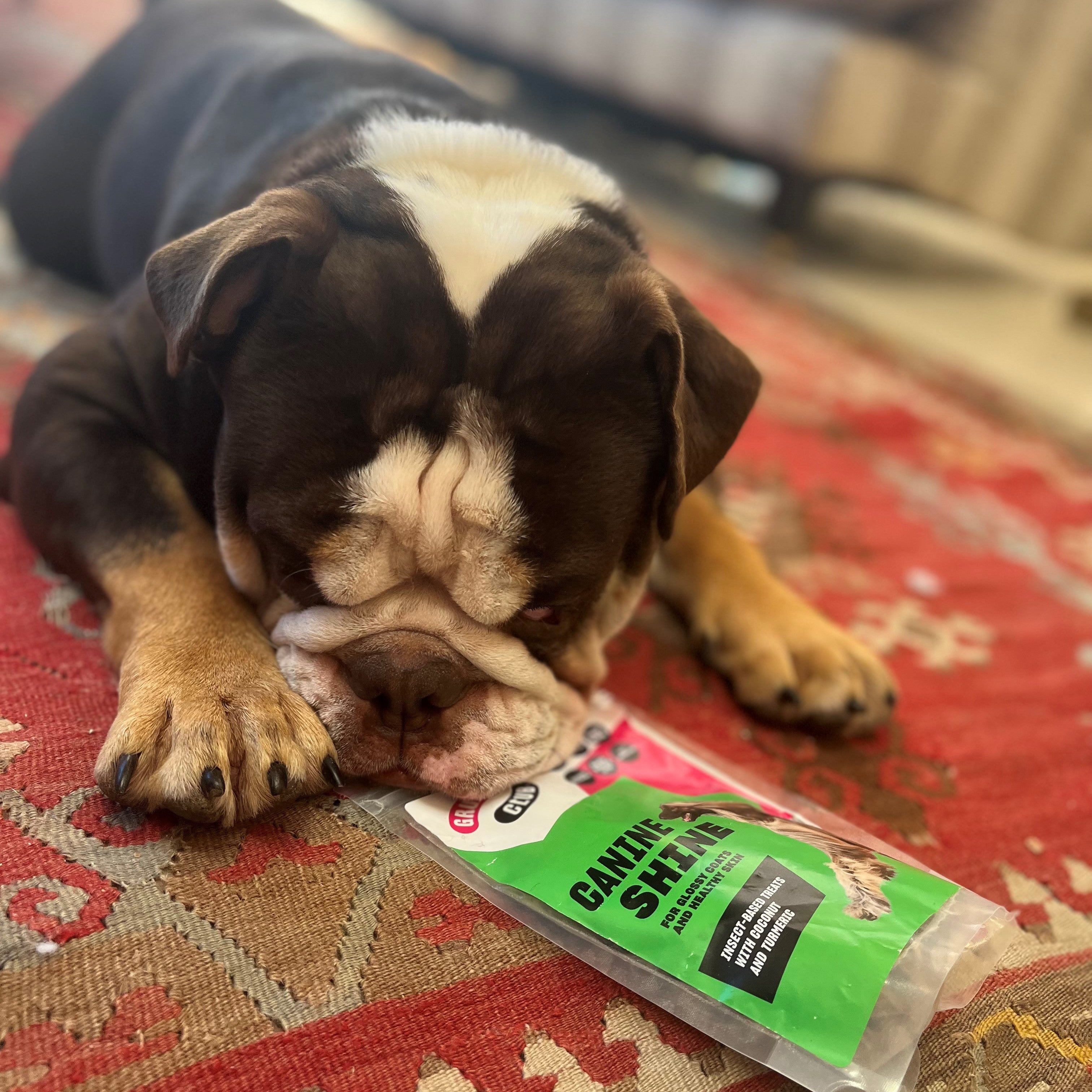 Canine Shine | Dog Treats for Healthy Skin & Coats – Grub Club Pets