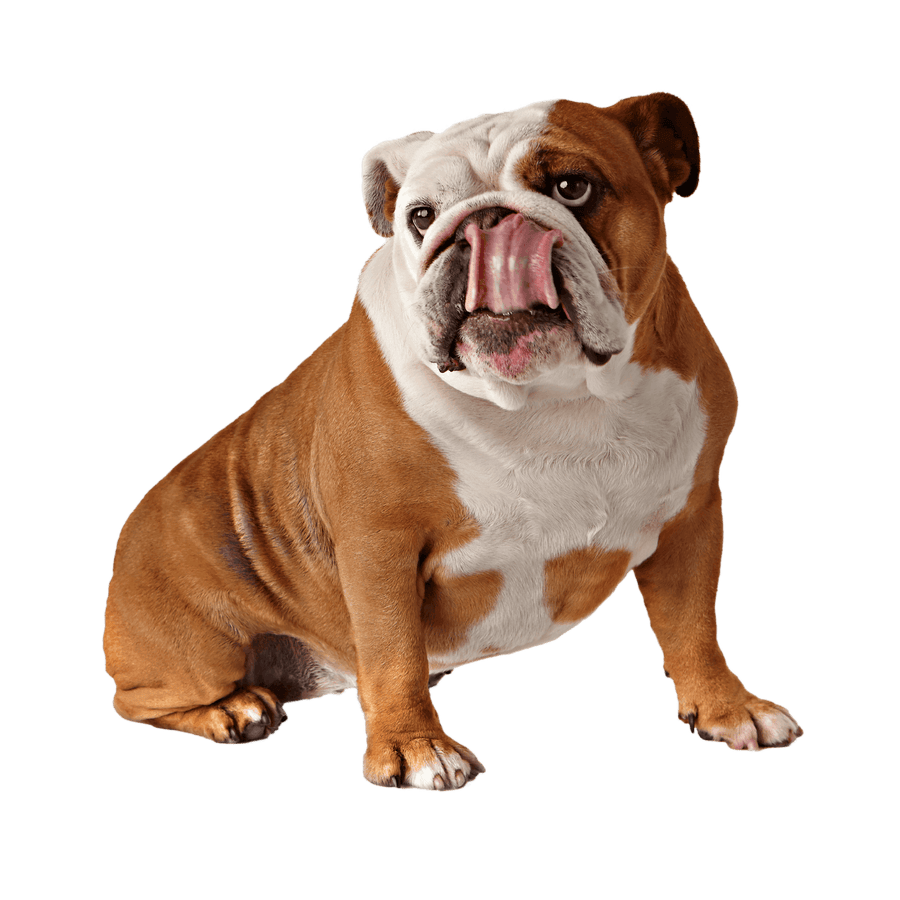 Grub Club Pets - Insect Dog Food UK