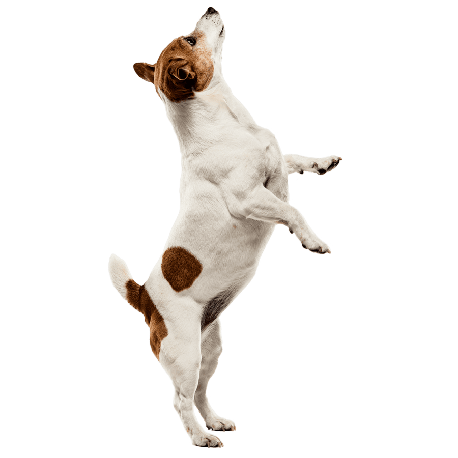 Grub Club Pets - Insect Dog Food UK