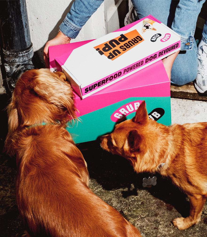 Insect Based Hypoallergenic Dog Food & Treats – Grub Club Pets